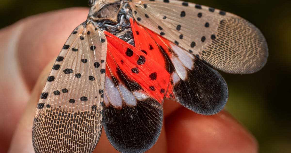 Spotted lanternfly: Officials on the lookout for invasive insect across ...
