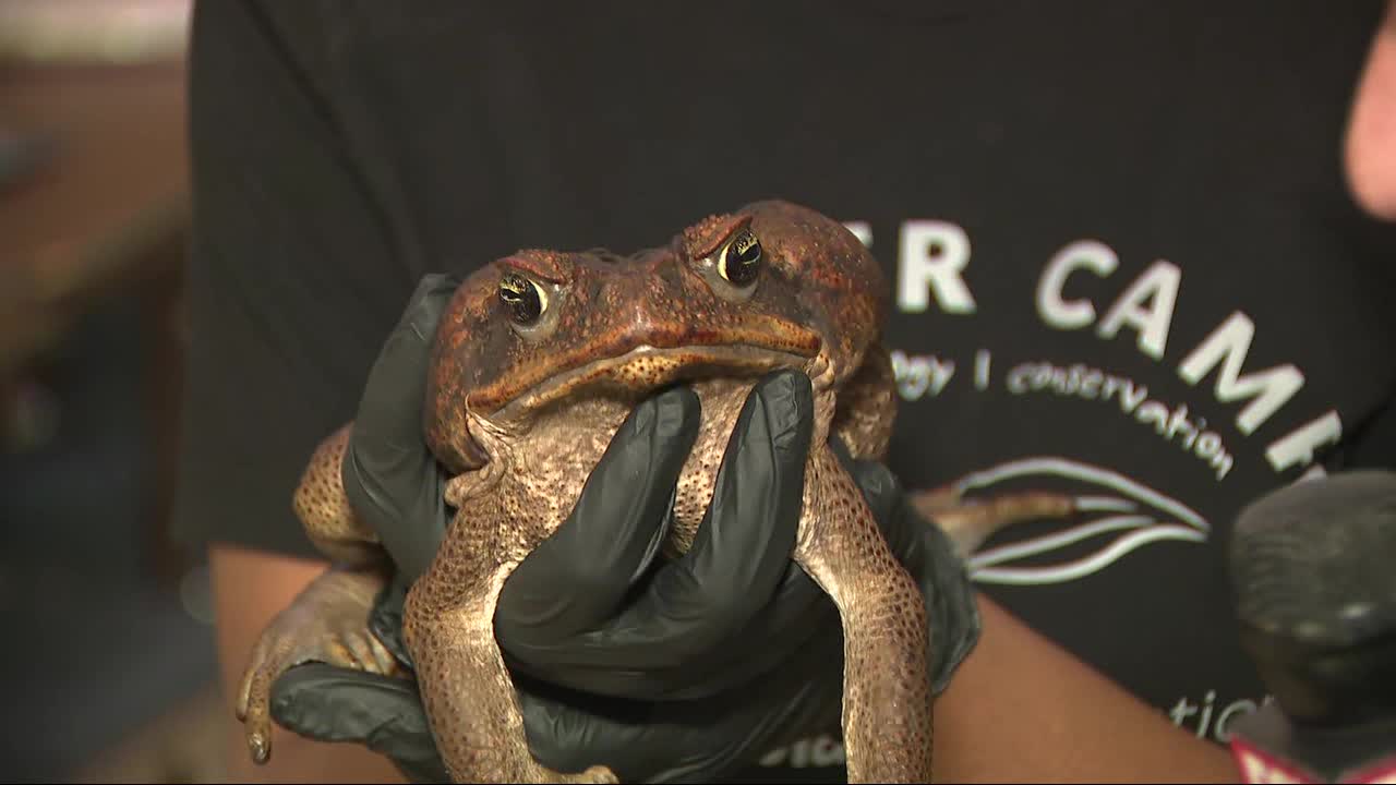 Summer Camp Week: Amphibian Foundation’s Critter Camp | FOX 5 Atlanta