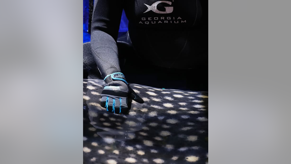 Georgia Aquarium mourns loss of longtime whale shark Taroko | FOX 5 Atlanta