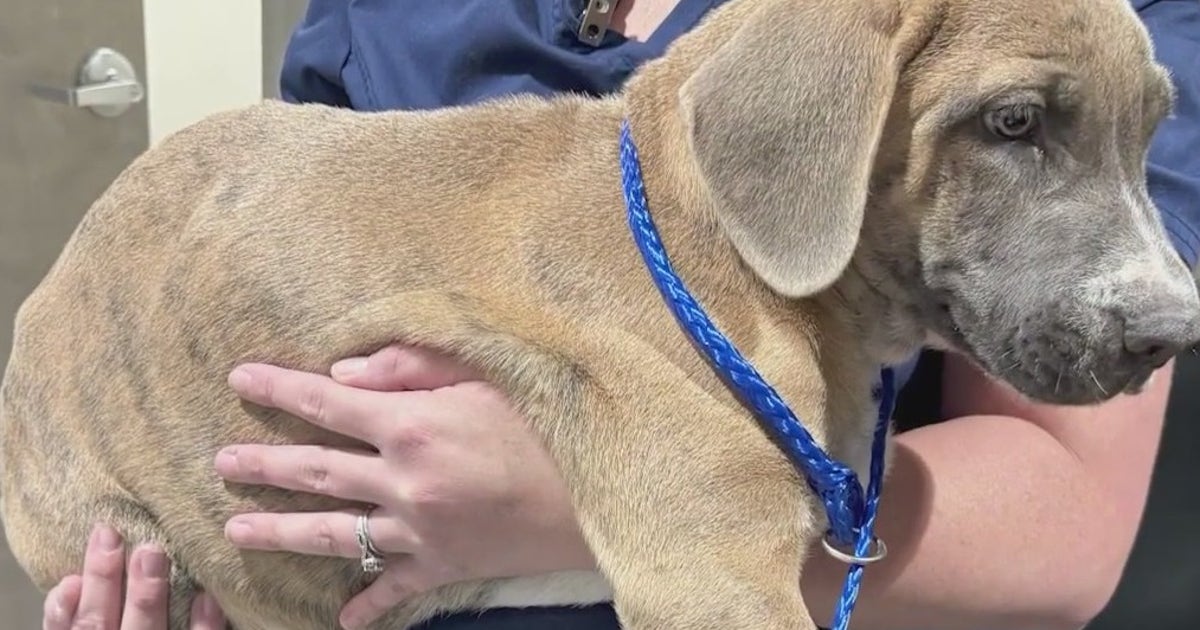 Puppy dies in Rockdale County after being thrown from car | FOX 5 Atlanta