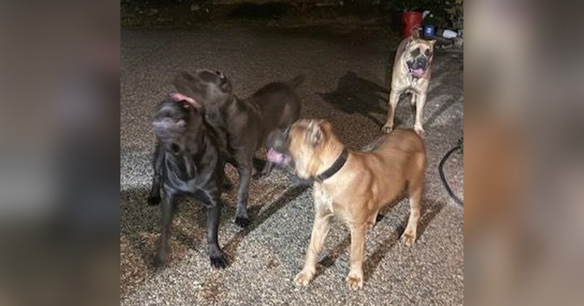 Police: Tyrese Gibson's dogs attack, kill neighbor’s dog | FOX 5 Atlanta