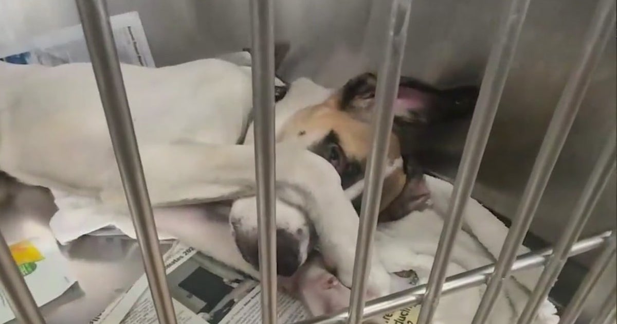 DeKalb, Fulton animal shelters near capacity, urge adoptions to prevent ...