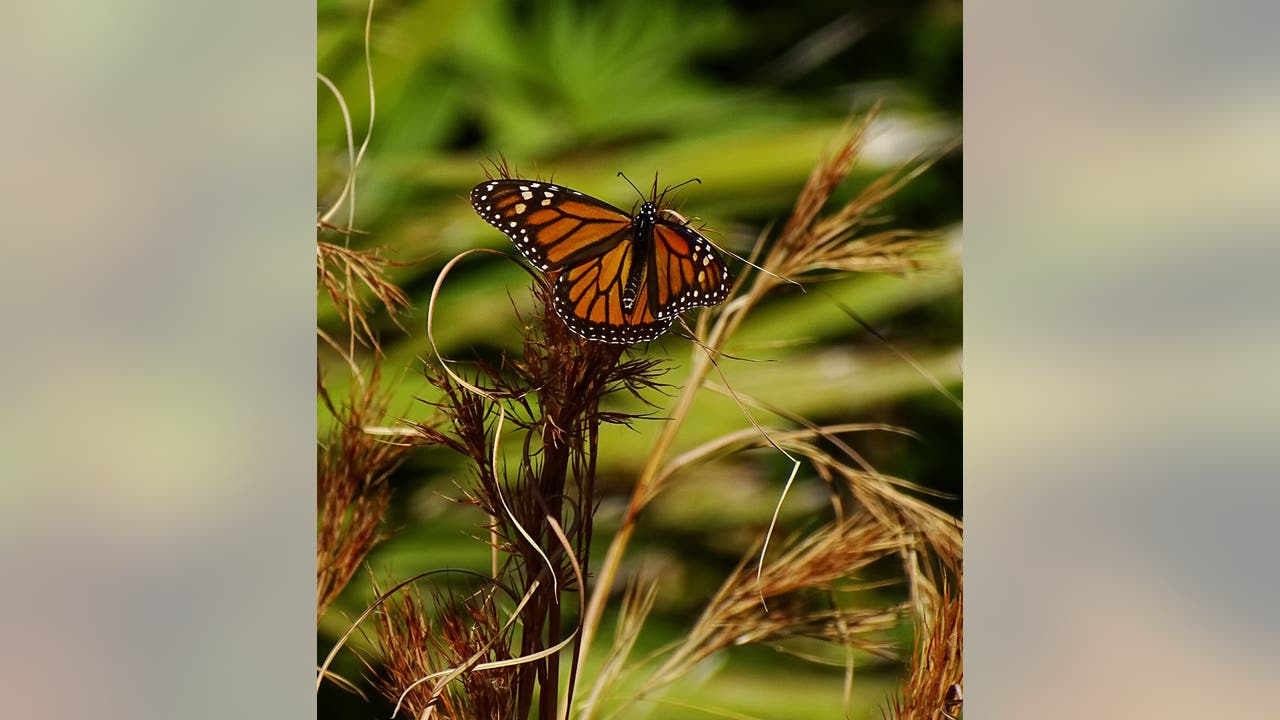 monarch butterfly