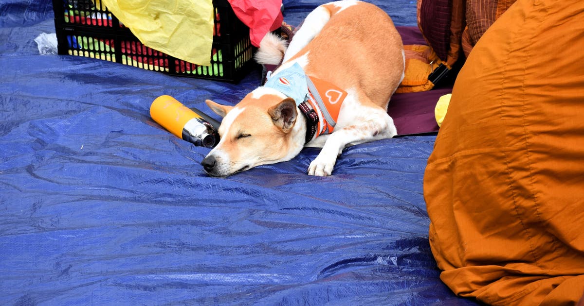 Meet Aloka, the peace dog winning hearts nationwide during Walk for ...