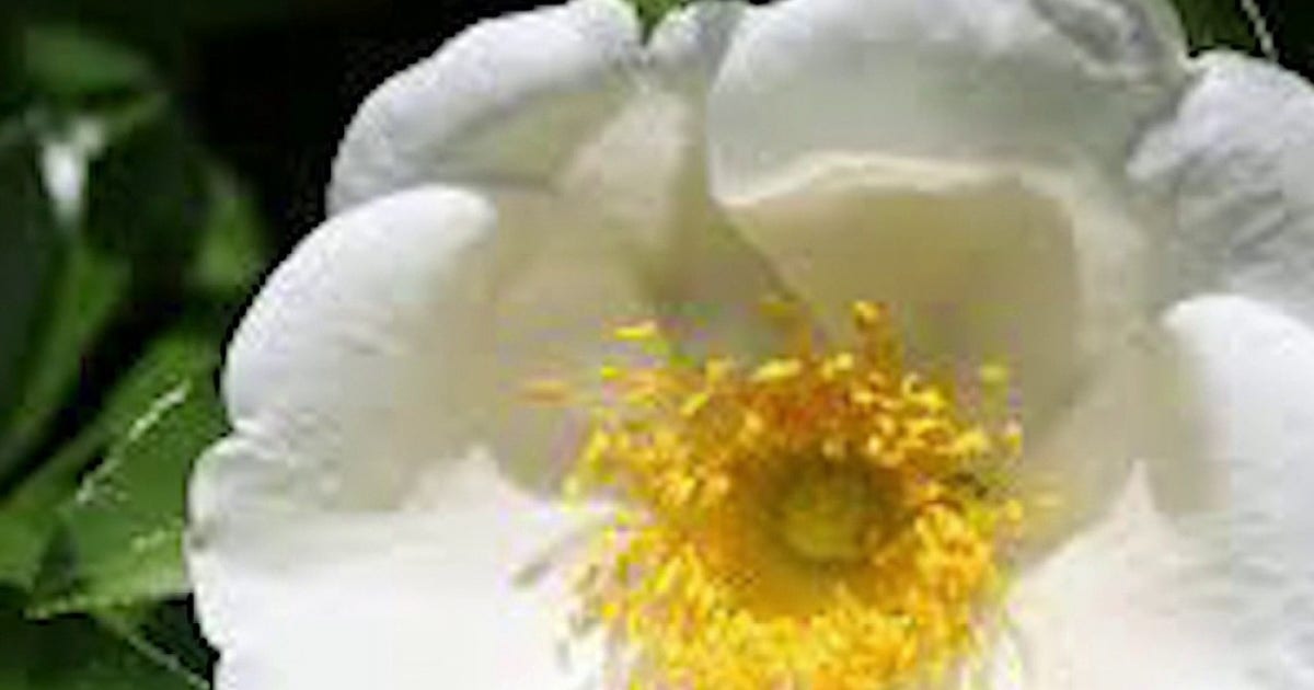 Bill would replace Cherokee rose with sweetbay magnolia in Georgia ...