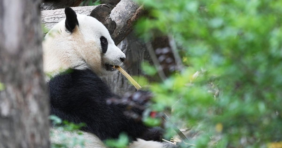 Zoo Atlanta to receive two new giant pandas Ping Ping and Fu Shuang ...