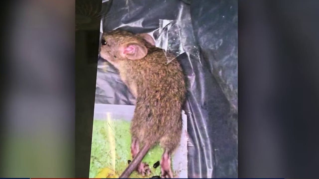 IRS workers planning walkout over rat infestation in Chamblee | FOX 5 ...
