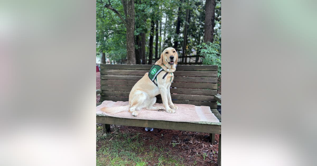 Children's Healthcare welcomes new facility dog | FOX 5 Atlanta