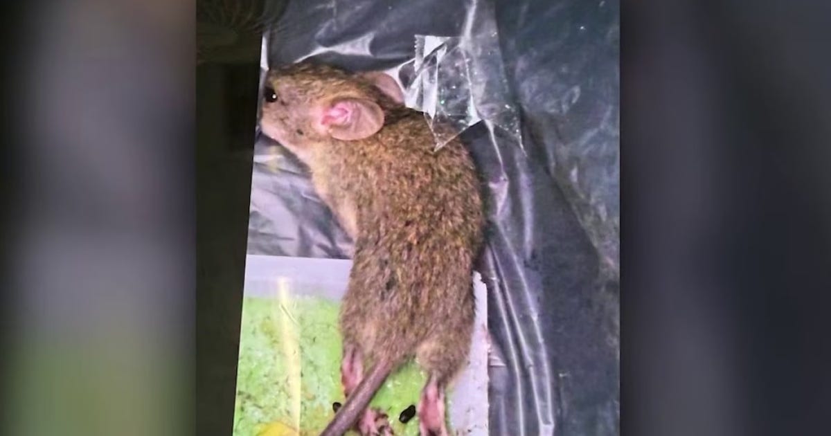 IRS agrees to remote work amid Chamblee rat infestation concerns | FOX ...