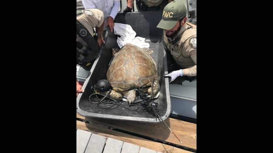 Endangered sea turtle shot in neck with 3-foot spear off Florida coast