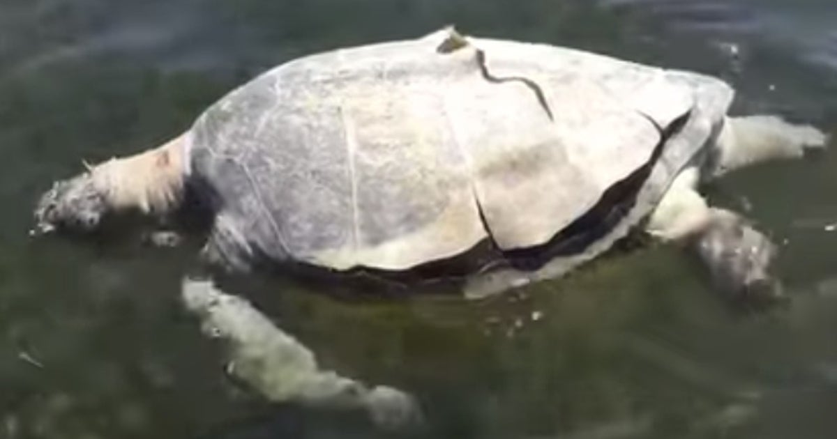 Federally-protected sea turtle found dead with spear through its head ...
