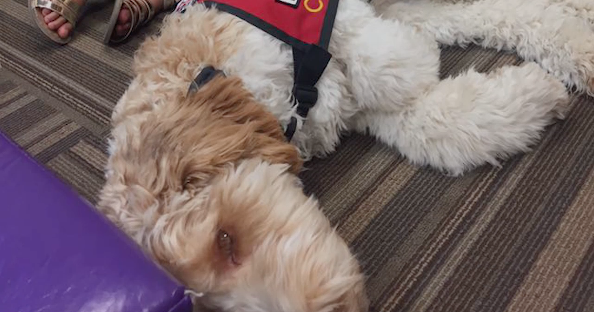 Dog becomes first therapy dog for funerals in Texas | FOX 5 DC
