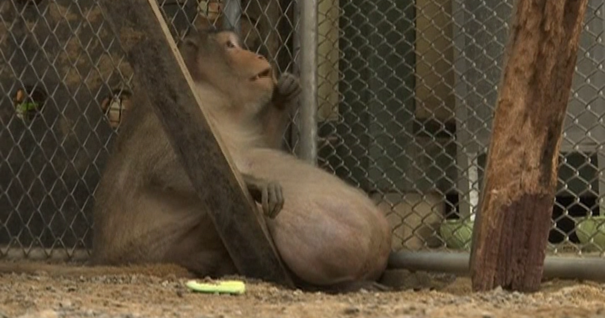 Uncle Fat the monkey is going on a diet | FOX 5 DC