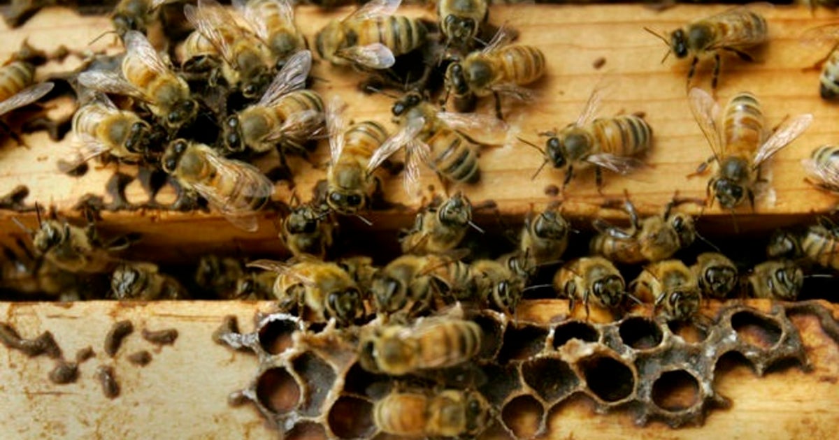 Cheerios giving away 100 million wildflower seeds to help save the bees ...