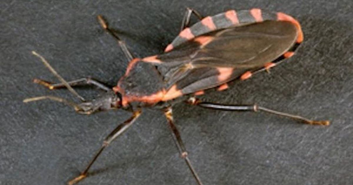 Blood-sucking 'kissing bugs' spreading dangerous parasitic disease in ...