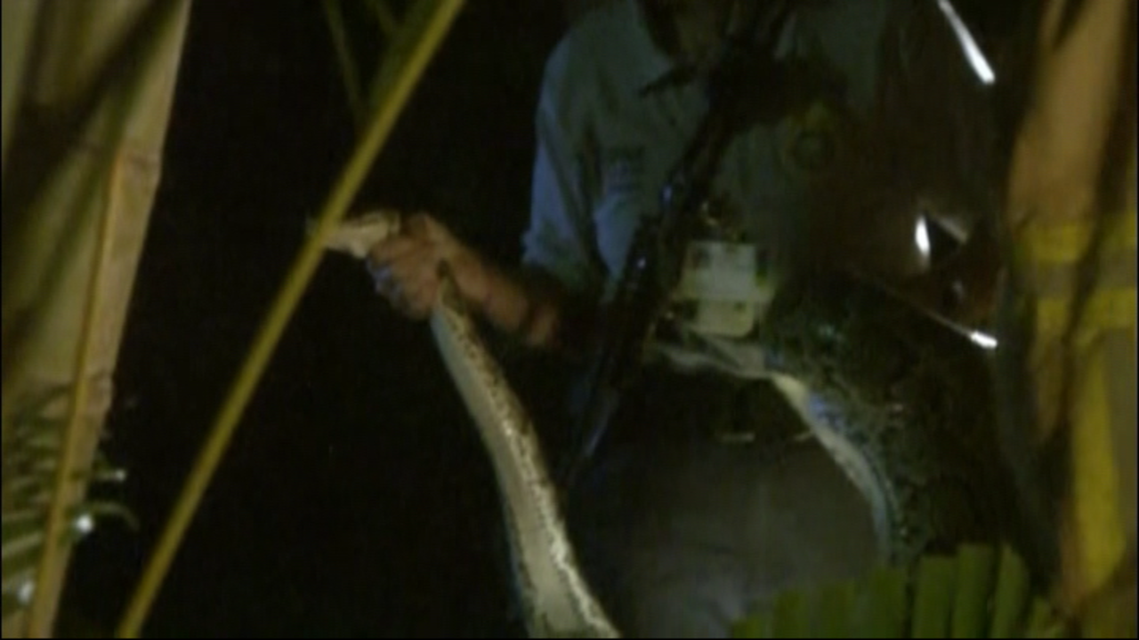 Officials gear up for Florida's python hunt in Everglades