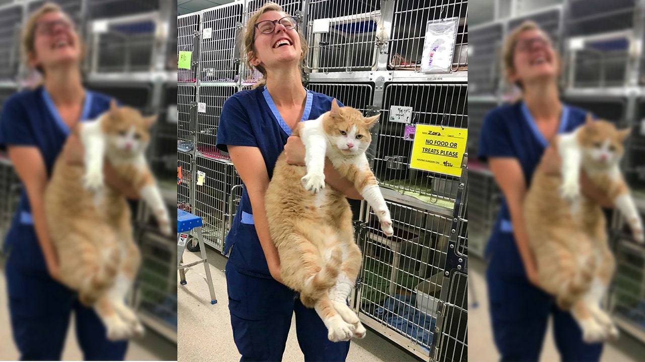 ‘The BIG Lebowski’: 30-pound cat named after ‘The Dude’ abides at ...