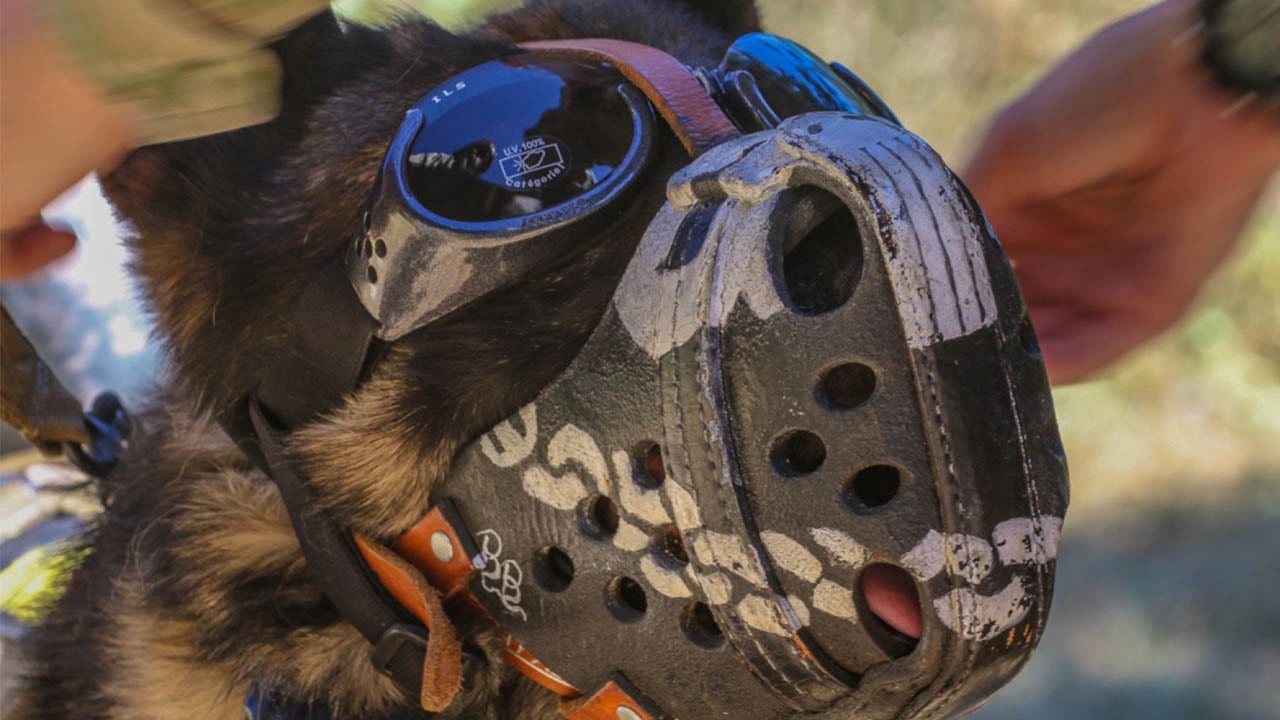 Special Operations dogs set for new advanced tactical gear | FOX 5 DC