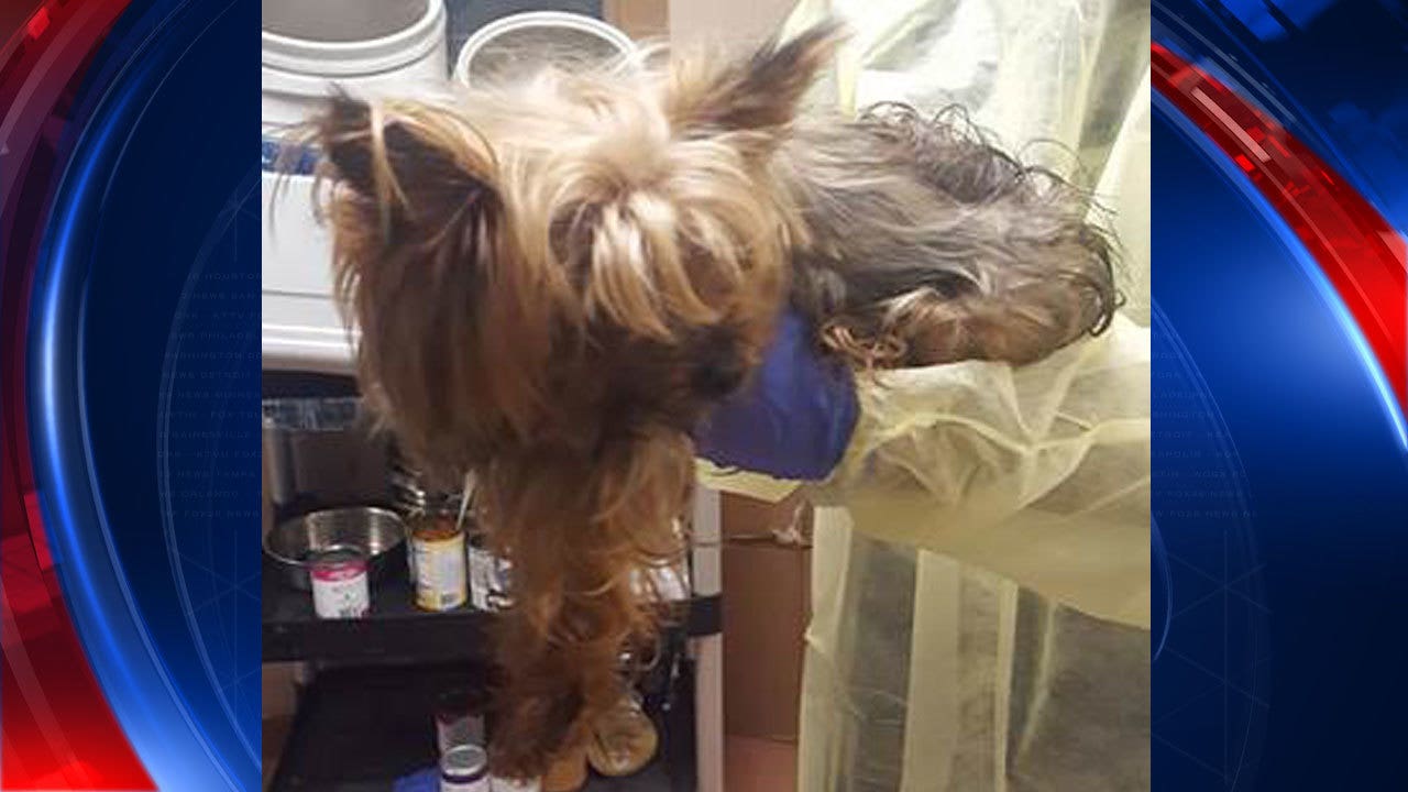 Dog found abandoned in DC trash can has died | FOX 5 DC