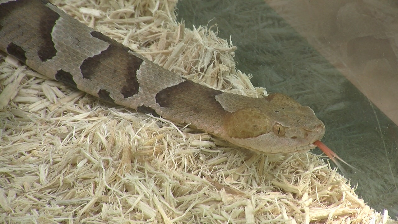 Copperhead snake strikes Ballantyne man, social media helps identify ...