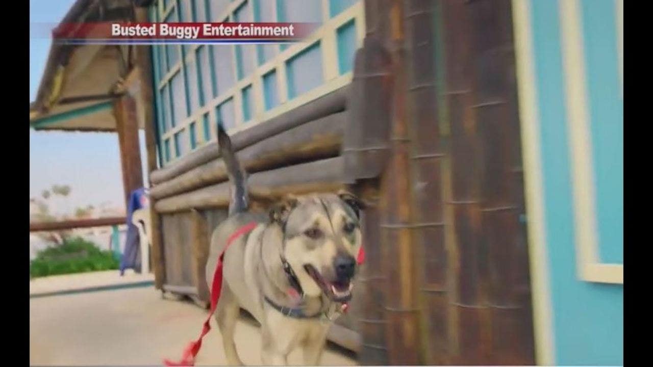 Rescue Dogs movie to play at Harkins theater | FOX 5 DC