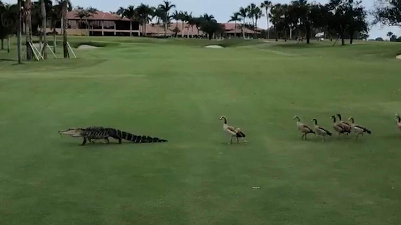 Brave geese honk at and chase after alligator at golf course | FOX 5 DC