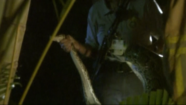 Officials gear up for Florida's python hunt in Everglades