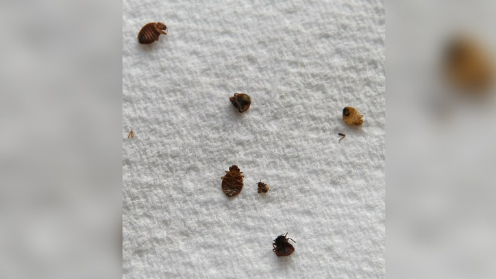 DC passes Baltimore as nation’s bed-bug capital | FOX 5 DC