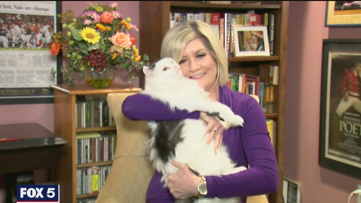 FOX 5's Sue Palka introduces her comfort cat Lily | FOX 5 DC