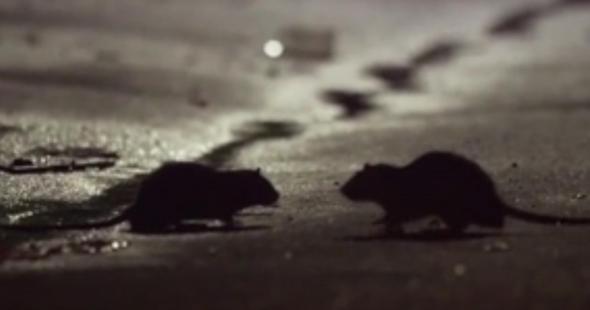 Starving 'cannibal' rats are on the march during the coronavirus ...