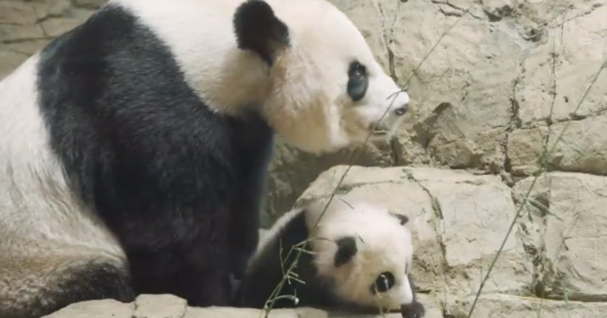 So Long, Farewell: Secure your ticket to Panda Palooza at the ...