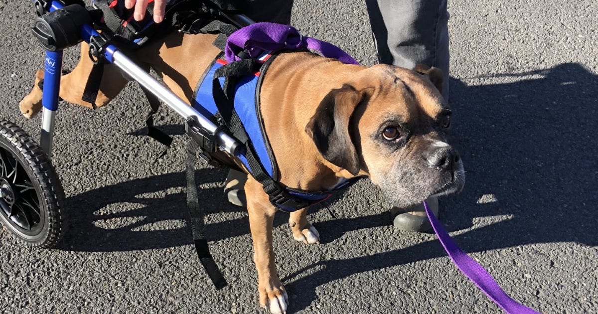 Looking for a dog? Dougie Fresh is in need of a fur-ever home | FOX 5 DC