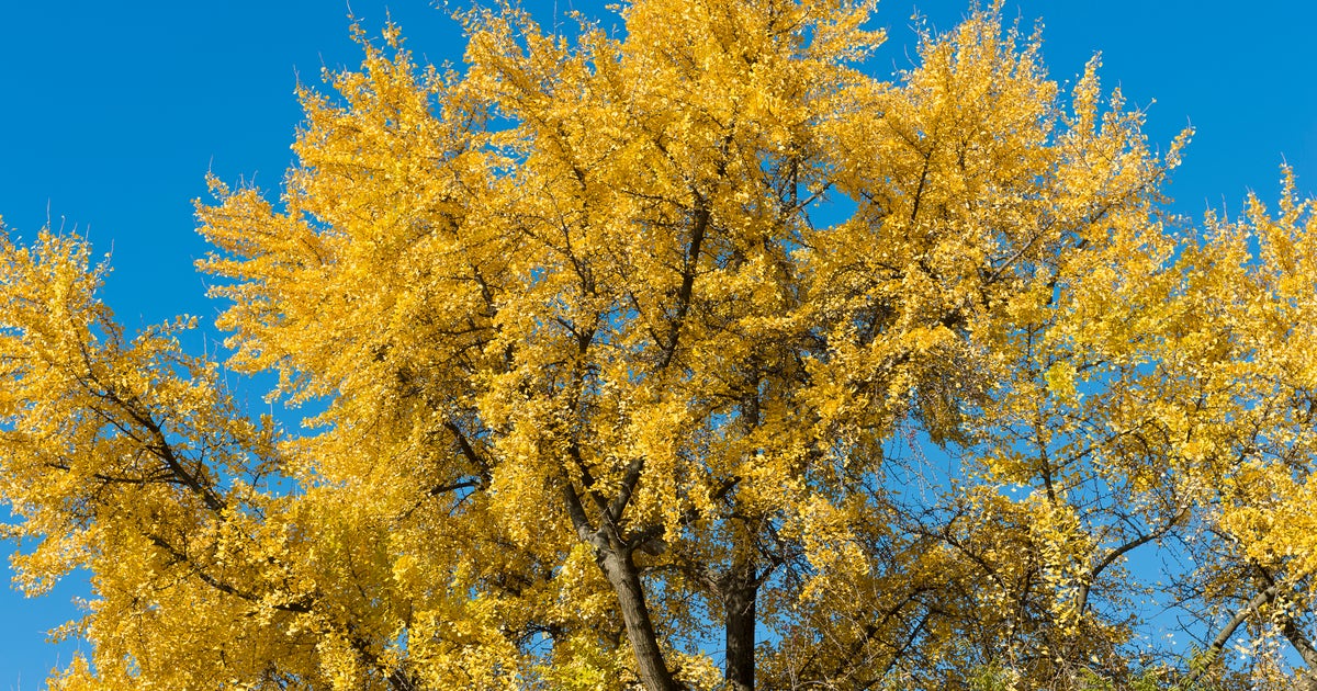 DC spraying to curb ginkgo tree stink | FOX 5 DC