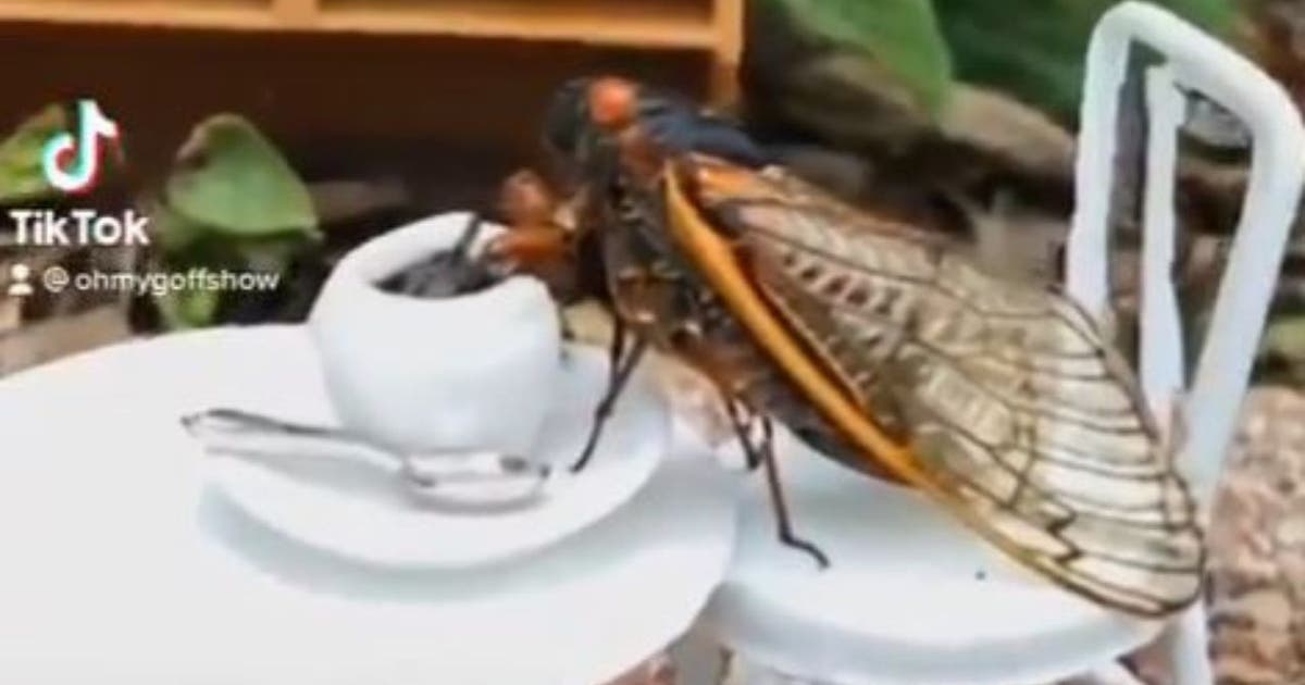 Angie Goff has fun with cicadas on TikTok with sundaes, skits | FOX 5 DC