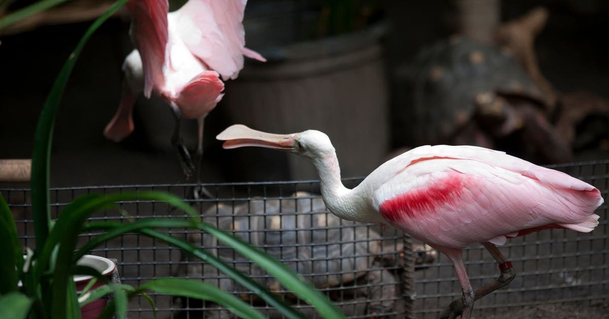 Pink spoonbill reportedly spotted in DC area, far from Florida home ...