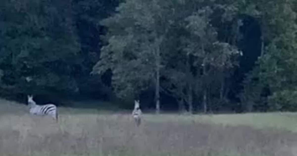 Death of missing zebra in Prince George's County took nearly one month ...