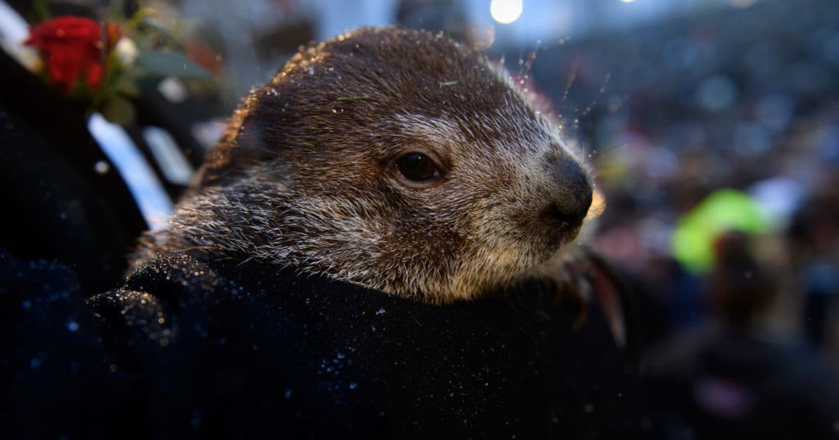 Groundhog Day 2022: Punxsutawney Phil sees shadow, predicts 6 more ...
