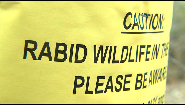 Raccoon in Anne Arundel County tests positive for rabies | FOX 5 DC