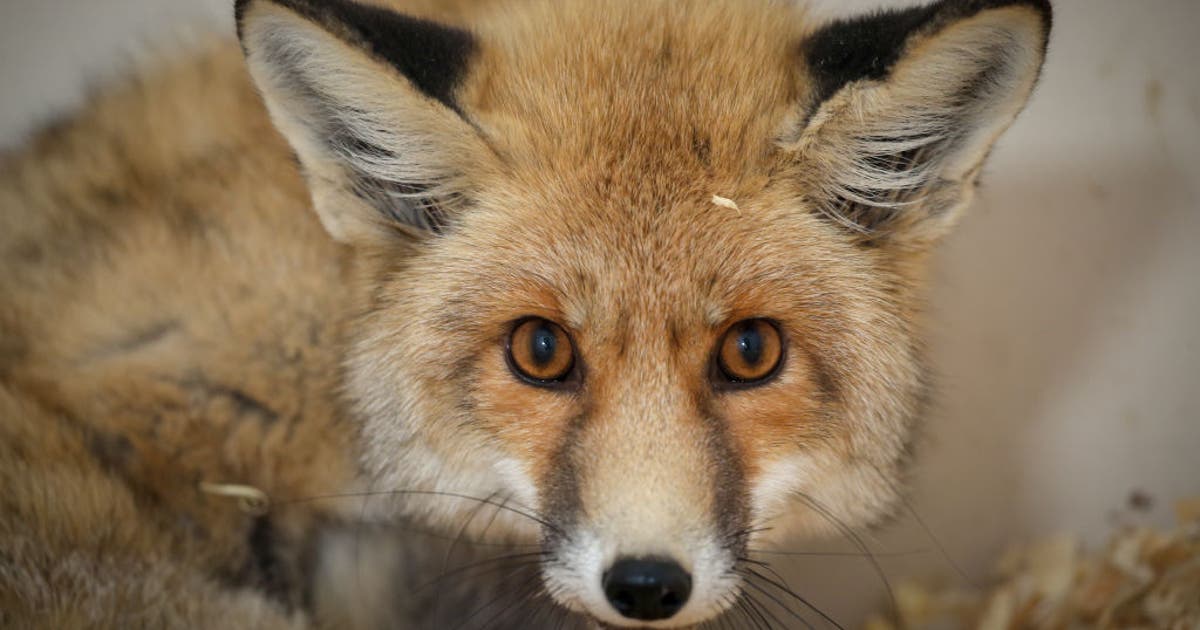 Fox sightings on the rise across DC region | FOX 5 DC