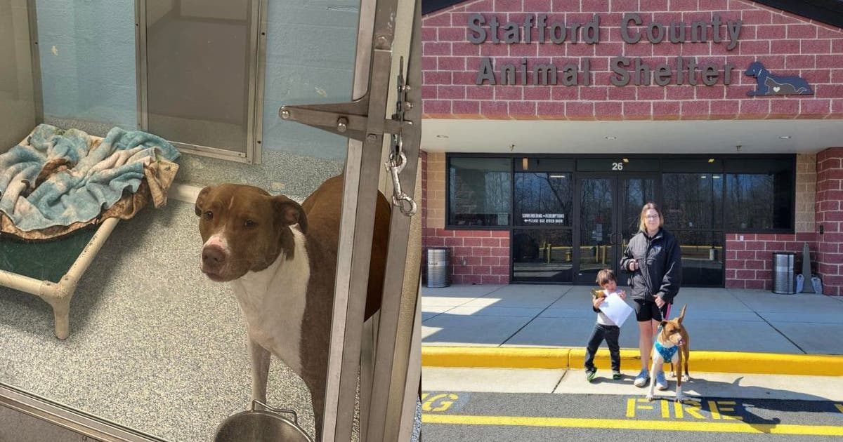 'It finally happened!' Dog who went months without inquiry gets adopted ...