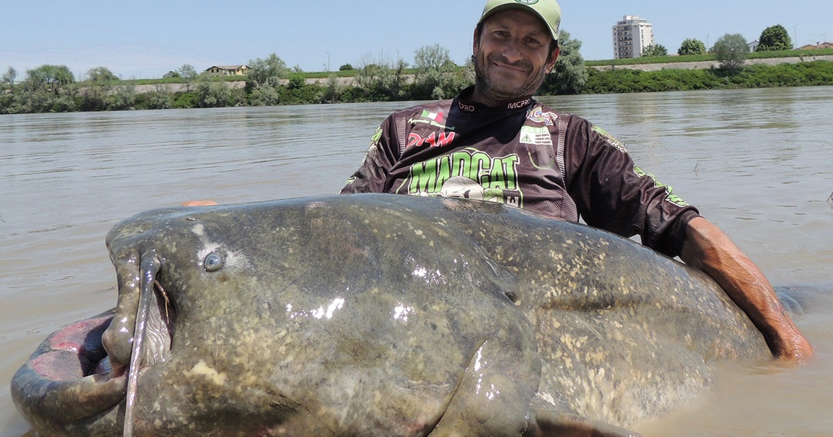 9-foot-long monster catfish caught in Italy | FOX 5 DC