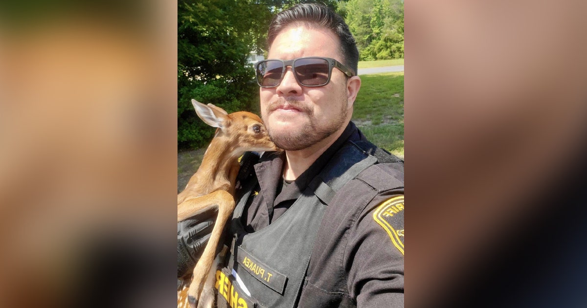 Sheriff’s deputy rescues 2-day-old fawn from ditch in Spotsylvania ...