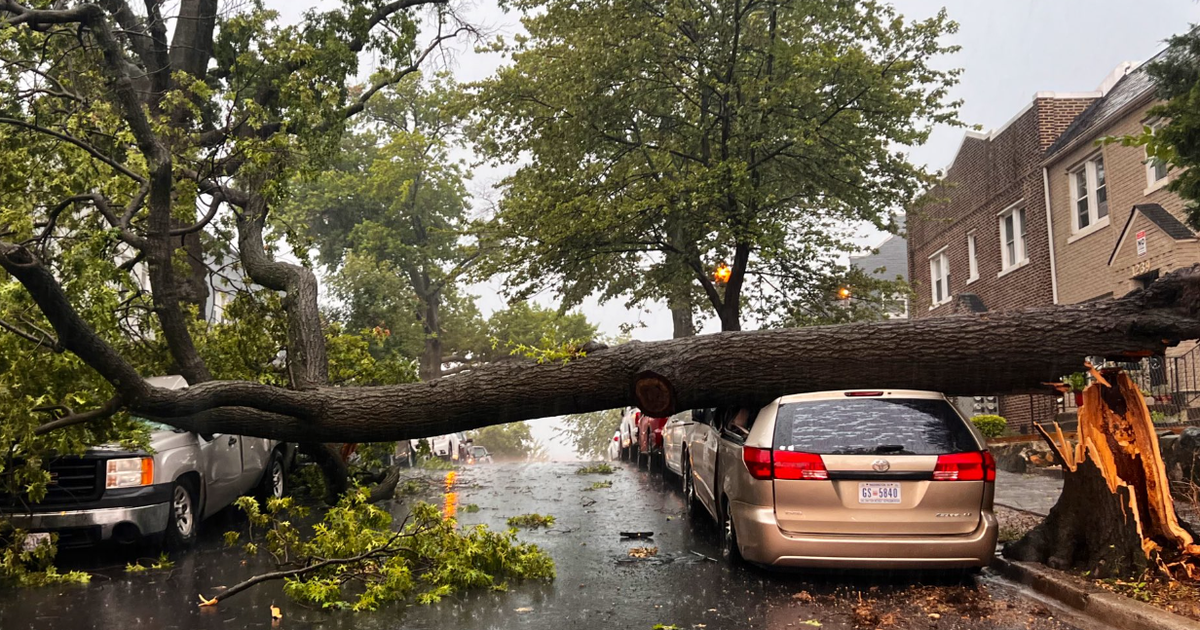 Residents evacuated after tree falls on apartment building and vehicles ...