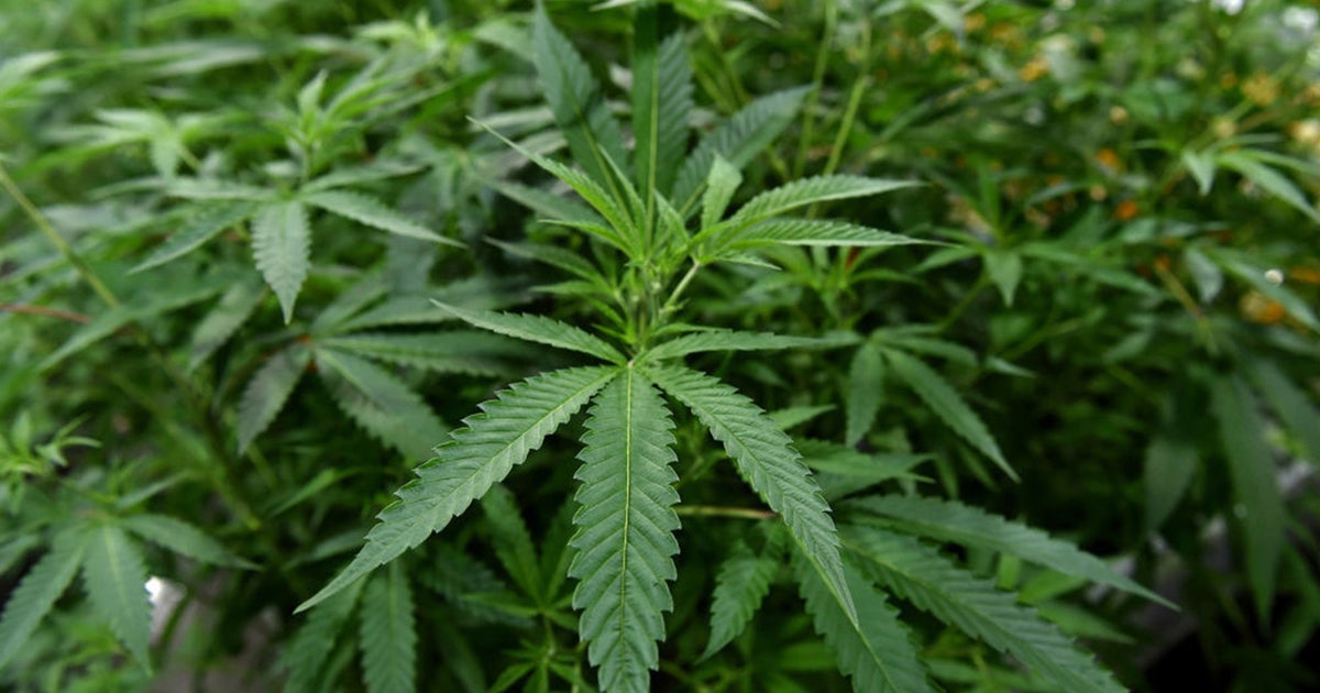 Virginia leaders reach deal to establish regulated cannabis retail ...
