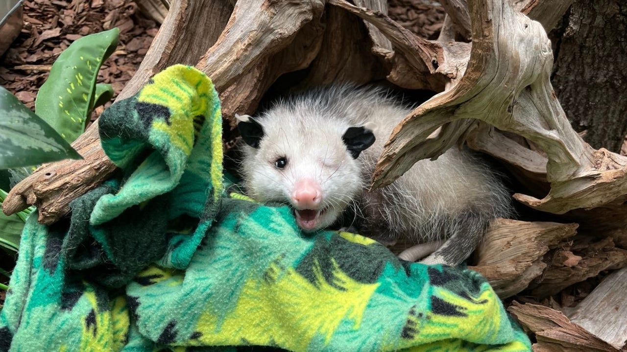 One-eyed opossum makes new home at National Zoo | FOX 5 DC