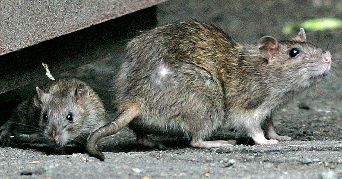 Is DC losing the war against rats? How the city could copy New York's ...