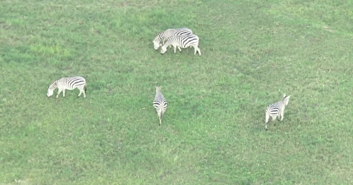 Zebra owner acquitted of animal cruelty charges in Prince George’s ...
