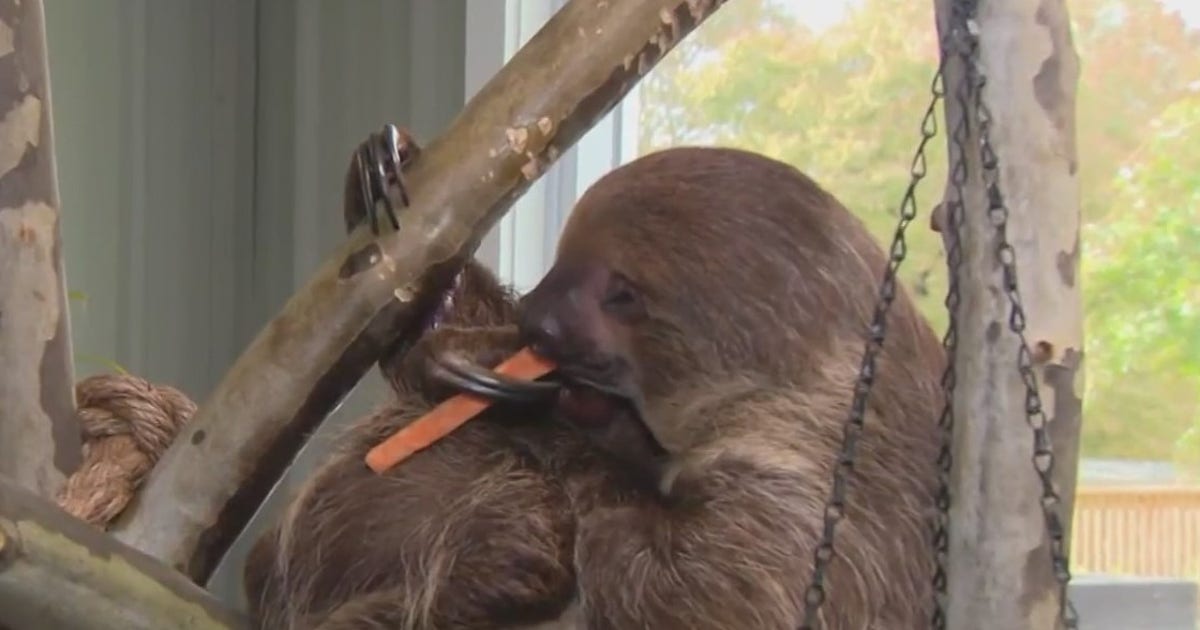 Nova Wild Zoo offering Sloth Encounters for $100 | FOX 5 DC