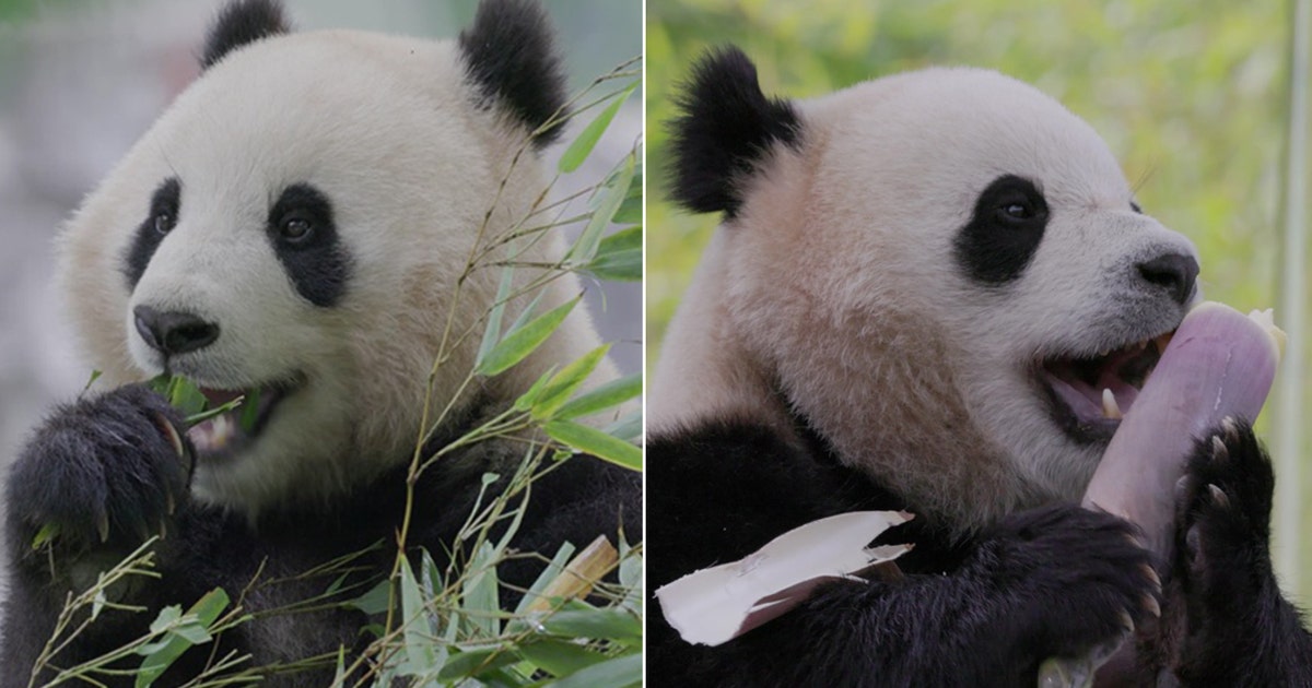 DC's giant pandas Bao Li and Qing Bao make National Zoo public debut ...