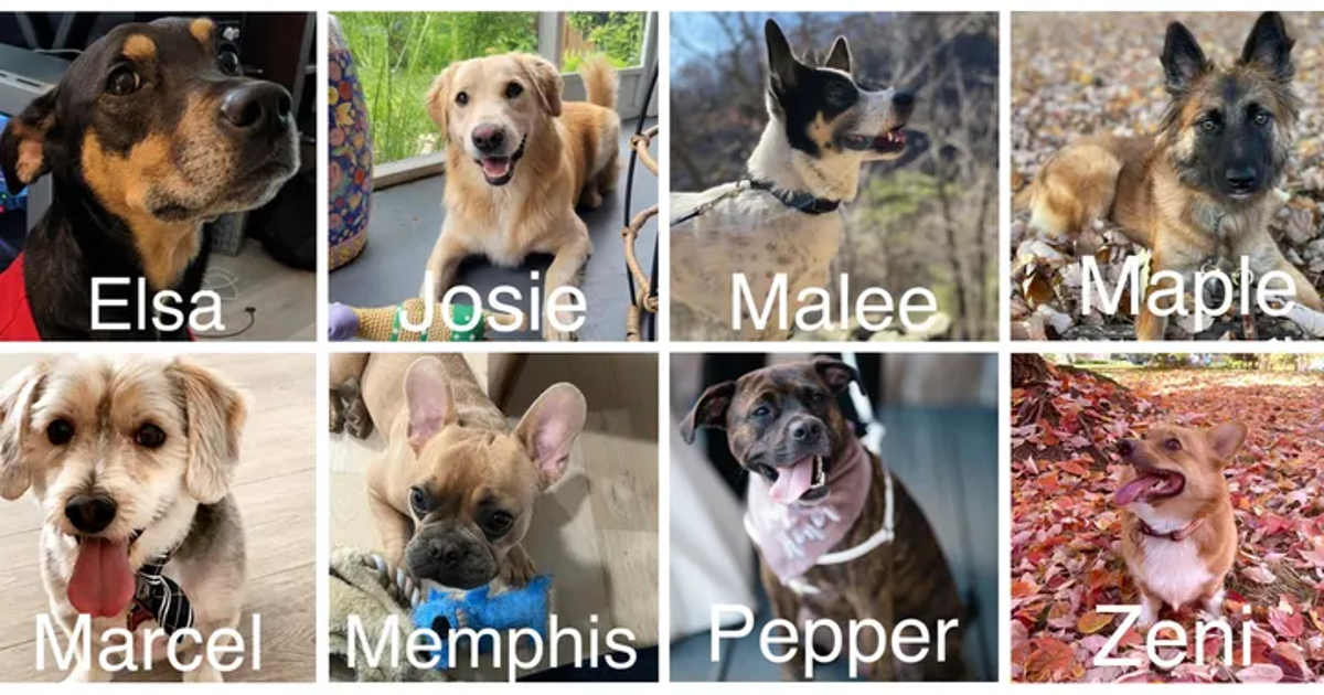 Lawsuit accuses District Dogs of negligence in tragic dog drownings ...